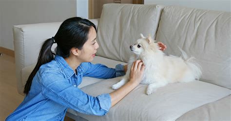 How To Massage Your Dog Benefits And Techniques