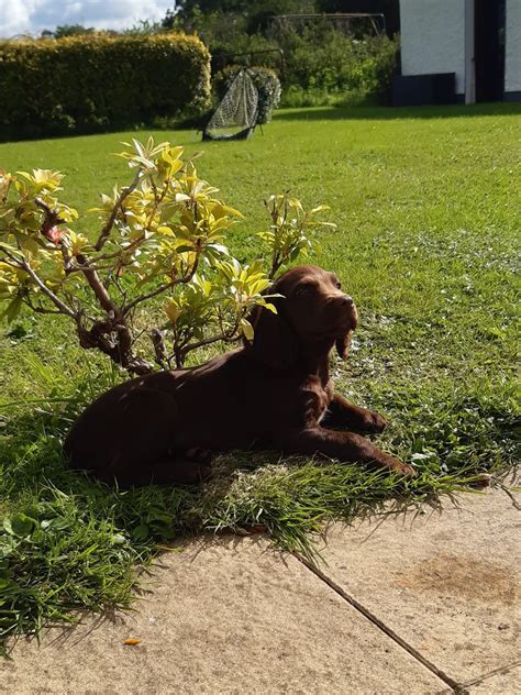 4 Month Old Sprocker Cockerspringer Hope Hes Allowed Here R