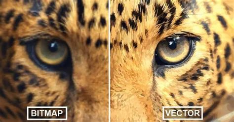 How To Convert Bitmap To Vector For Free Retouching Labs
