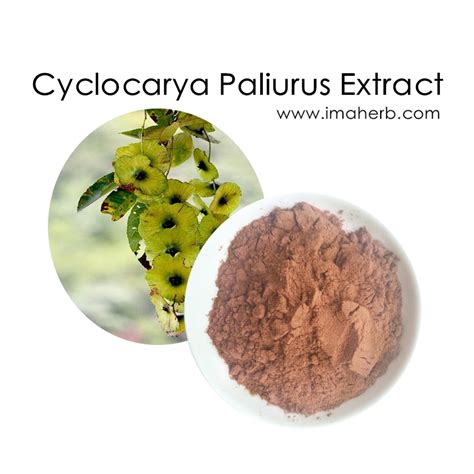 Cyclocarya Paliuruscyclocarya Paliurus Powdercyclocarya Paliurus Extract