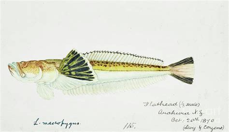 Antique Fish Leptoscopus Macropygus Estuarine Stargazer Drawn By Fe