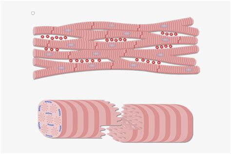 Intercalated Discs 1200x630 Png Download Pngkit