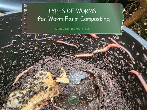 5 Different Types Of Composting Worms Comparison Artofit