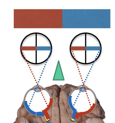 420 Visual System And Eye Movements Flashcards Quizlet