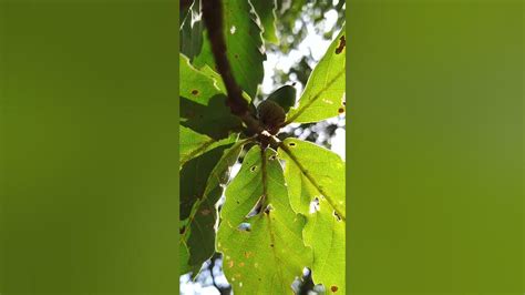 초가을빛 도토리 잎 몸앤네이쳐 Natureofkorea 도토리 힐링healing 나무 열매 참나무잎 도토리열매