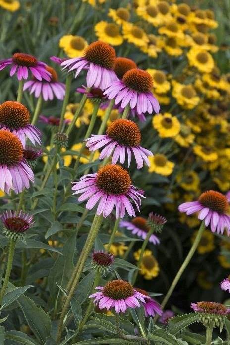 Ruby Star Coneflower Plants Landscaping Plants Monrovia Plants