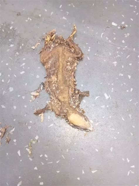 Disgusting Deep Fried Rat Discovered In Takeaway Kitchen As Uks