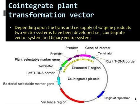L8 Agrobacterium Tumefaciens Based Vectors