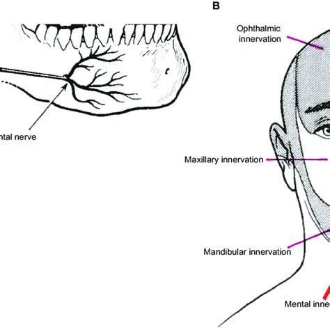 Anatomy And Innervation Of The Mental Nerve Notes The Mental Nerve Is