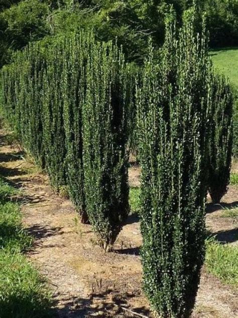 Ilex Crenata ‘sky Pencil Neth Green