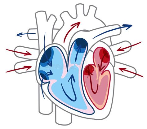 Flusso Sanguigno Umano Del Cuore Illustrazione Vettoriale