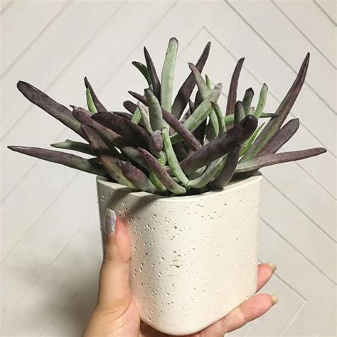 Cotyledon Chocolate Fingers Care And Propagation Of This Captivating