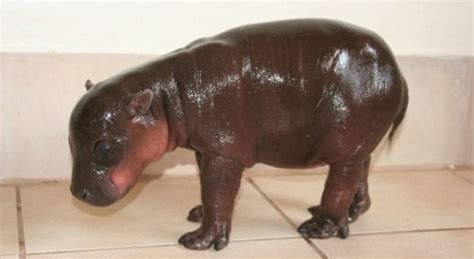 Worstcats Things That Are Good About Cats Porn Photo Pics