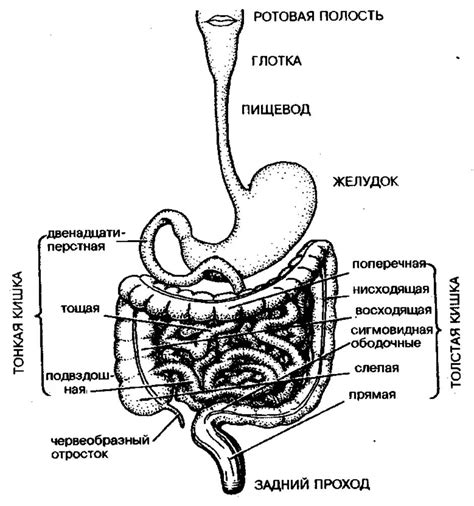 Строение кишечника человека схема