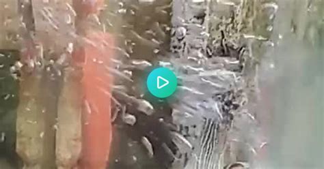 Golden Thread Turtle Is She Okay Album On Imgur