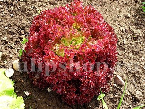 Seminte Salata Lollo Rossa 2000buc Lettuce Seeds Vegetable Seed Seeds