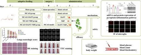 Dl International Immunopharmacology