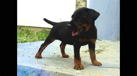 Jagdterrier 4 Months Vs Rat Youtube