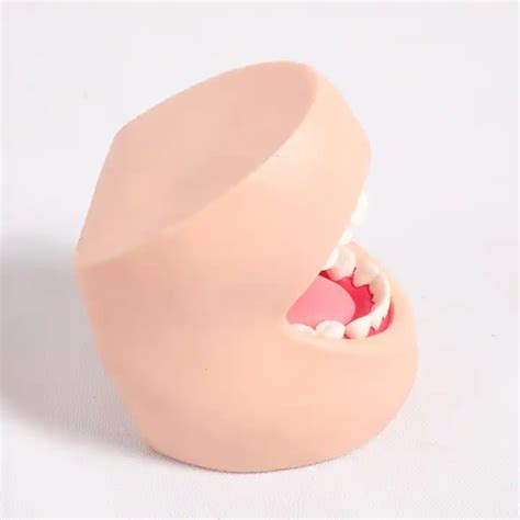Dental Care Models Dental Clinical Teaching Oral Models Plastic Dental Models With Cheek Muscles