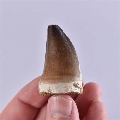 Xl Mosasaur Tooth 49mm Finest Fossils