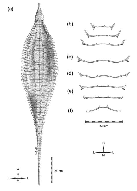 Species New To Science Paleontology • 2024 Garzapelta Muelleri • A