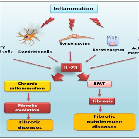 Il 23 Is Expressed And Secreted By Activated Macrophages And Dendritic
