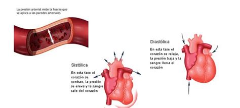 Hipotensión E Hipertensión Diferencias Causas Y Soluciones Farmalastic