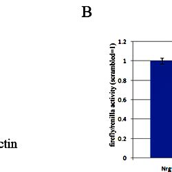MiR A P Directly Targets The Nrg UTR In U Glioblastoma Cell Line