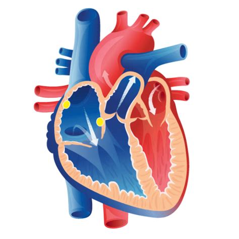 Cardiac Conduction System And Understanding Ecg Anima Vrogue Co