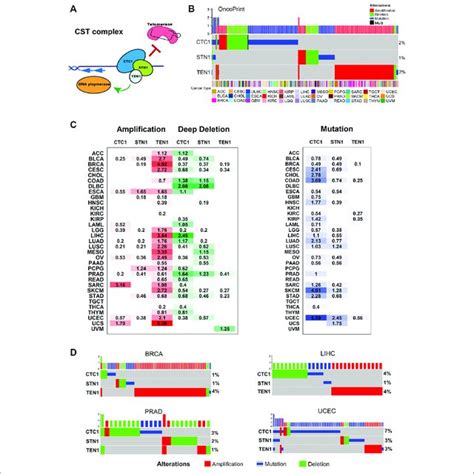 Proposed Functions Of Cst During Telomere Replication A Telomerase Download Scientific