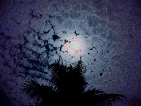 Premium Photo Low Angle View Of Silhouette Tree Against Sky At Night
