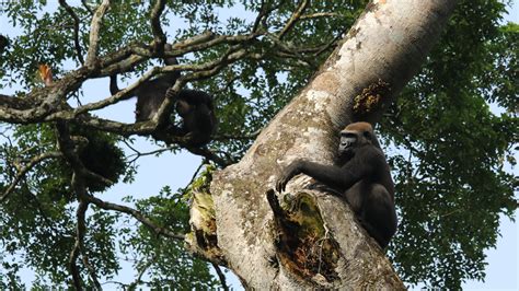 Why Chimps And Gorillas Form Rainforest Friendships The New York Times