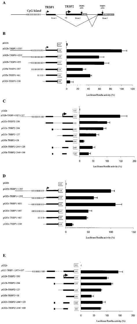 analysis of promoter activity of tarbp2 5 flanking region in hela and