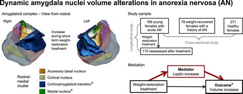 Dynamic Amygdala Nuclei Alterations In Relation To Weight Status In