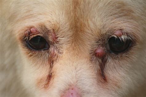 What Do Cancer Moles On Dogs Look Like Top Dog Tips