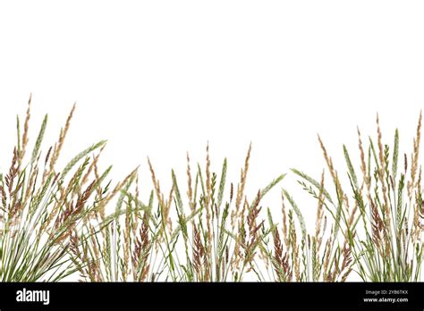 Meadow Grass Border With Spikelets Isolated On White Background Meadow