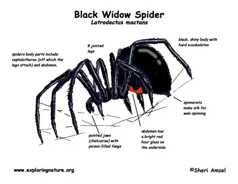 Spider Black Widow