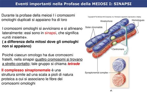 MEIOSI Ppt Scaricare