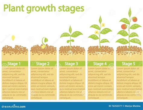 Plants Growing Infographic Plants Growing Process Plants Growth Stages Stock Vector