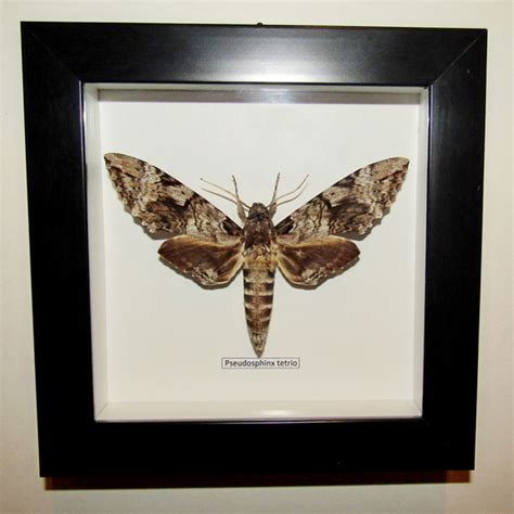 Украшение подвесное интерьерное Бражник Тетрио купить по доступным ценам в интернет магазине