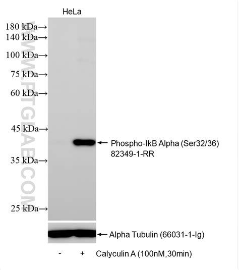 Phospho Ikb Alpha Ser3236 Antibody 82349 1 Rr Proteintech