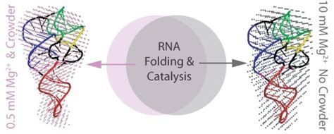 rna folding in vivo the bevilacqua lab