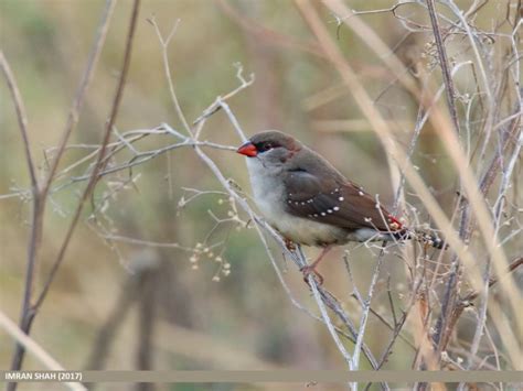 Red Avadavat