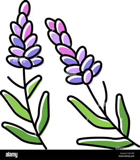 Lavender Herb Color Icon Vector Illustration Stock Vector Image Art Alamy