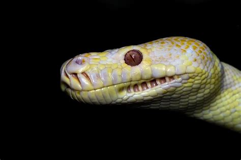 Tapis Python Serpent Australie Photo Gratuite Sur Pixabay Pixabay