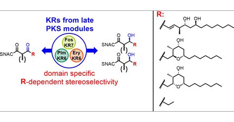 The Relationship Between Substrate Structure And Selectivity Of Ketoreduction In Multimodular