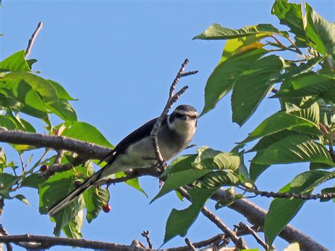 リュウキュウサンショウクイ 2018 05 05 日本の野鳥識別図鑑