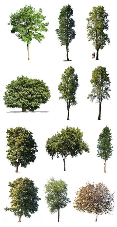 12 Large Trees Pack Cutout Trees Architecture Graphics Architecture