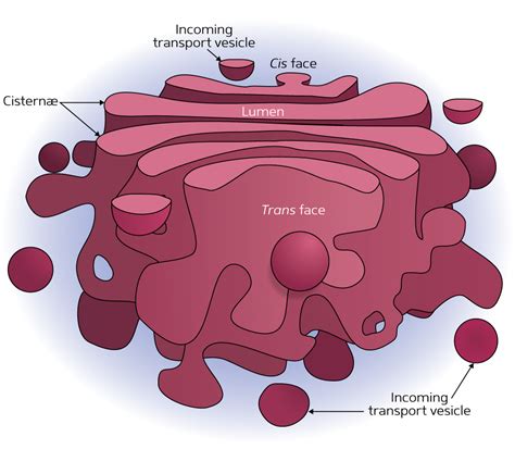 Tracing The Protein Assembly Line