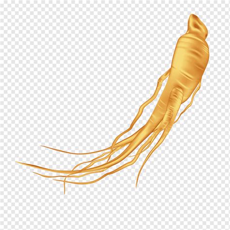 인삼 다이어그램 갈색 인삼 그림 화장품 오렌지 생일 벡터 이미지 Png Pngwing